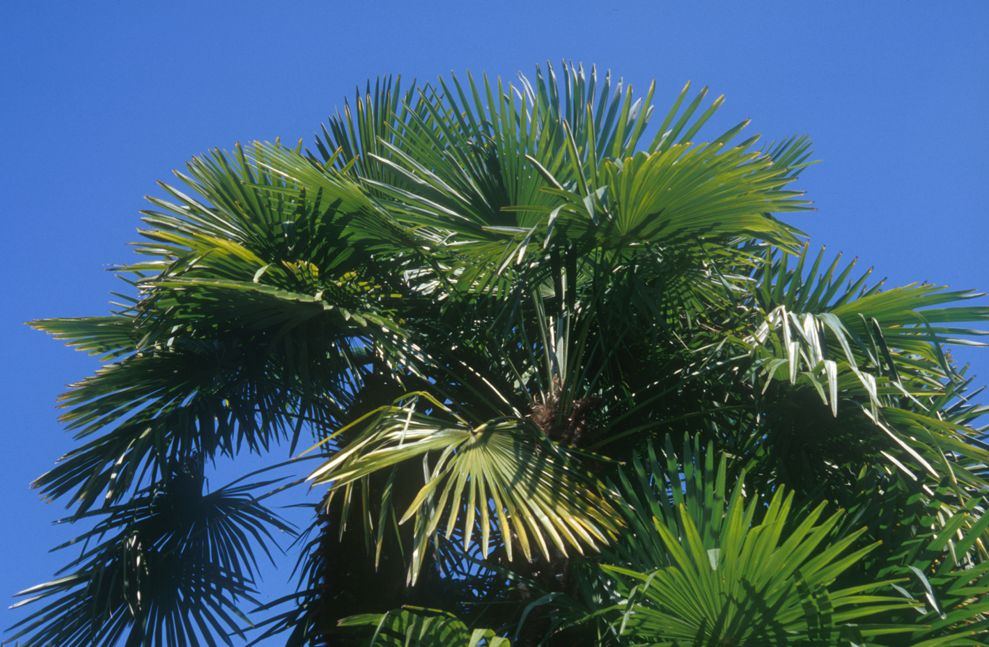 Festive Spirit with the Christmas Palm Tree - Free Pictures Photos